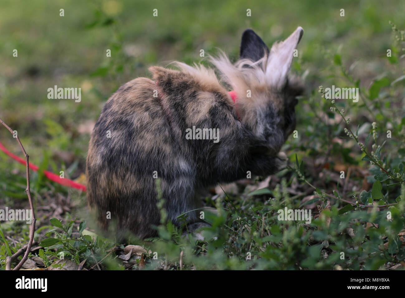 Outdoors grass hi-res stock photography and images - Alamy