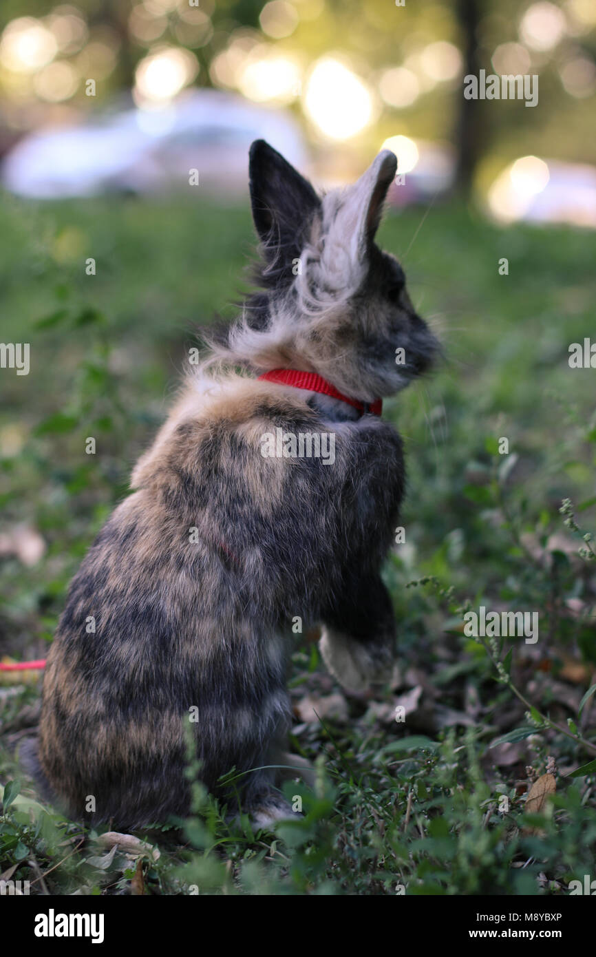 Cute pet dwarf rabbit standing on the grass, from behind Stock Photo ...