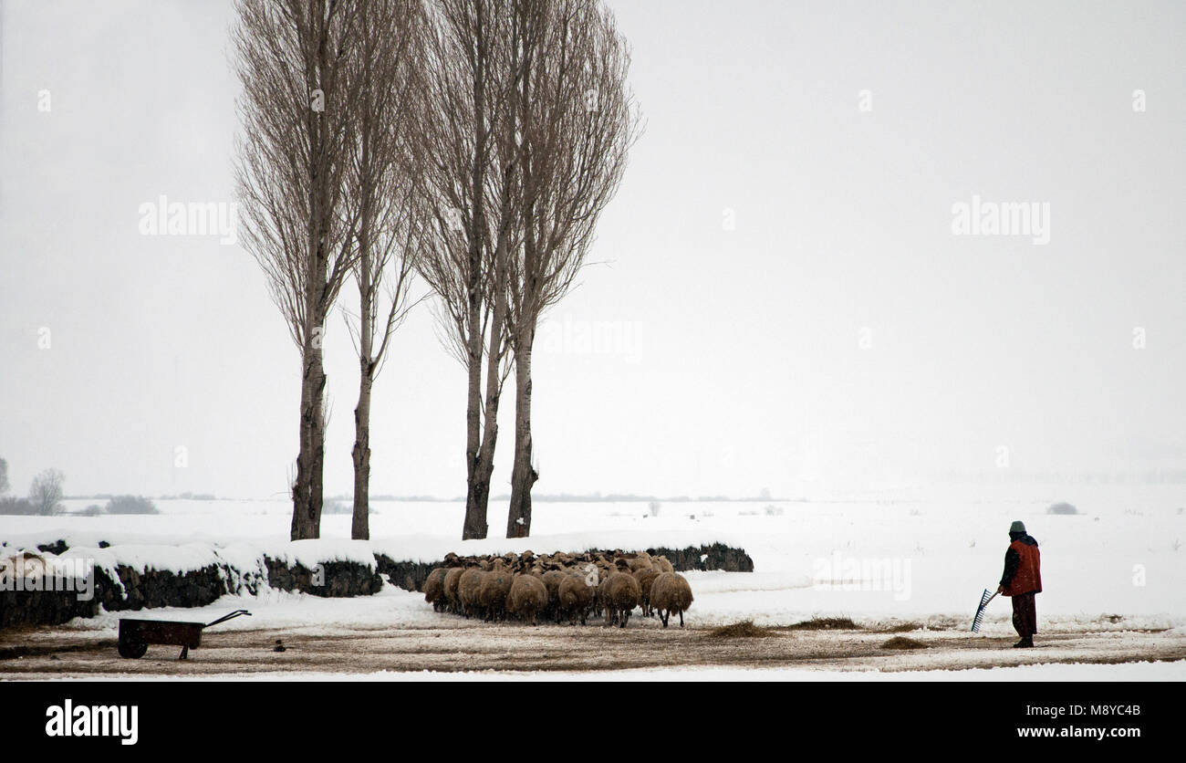 Keeper Of Sheep High Resolution Stock Photography and Images - Alamy