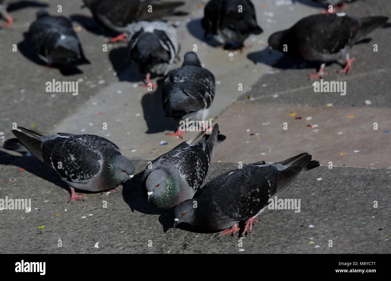 many grey pigeons in the square of Saint Mark in Venice Italy Stock ...