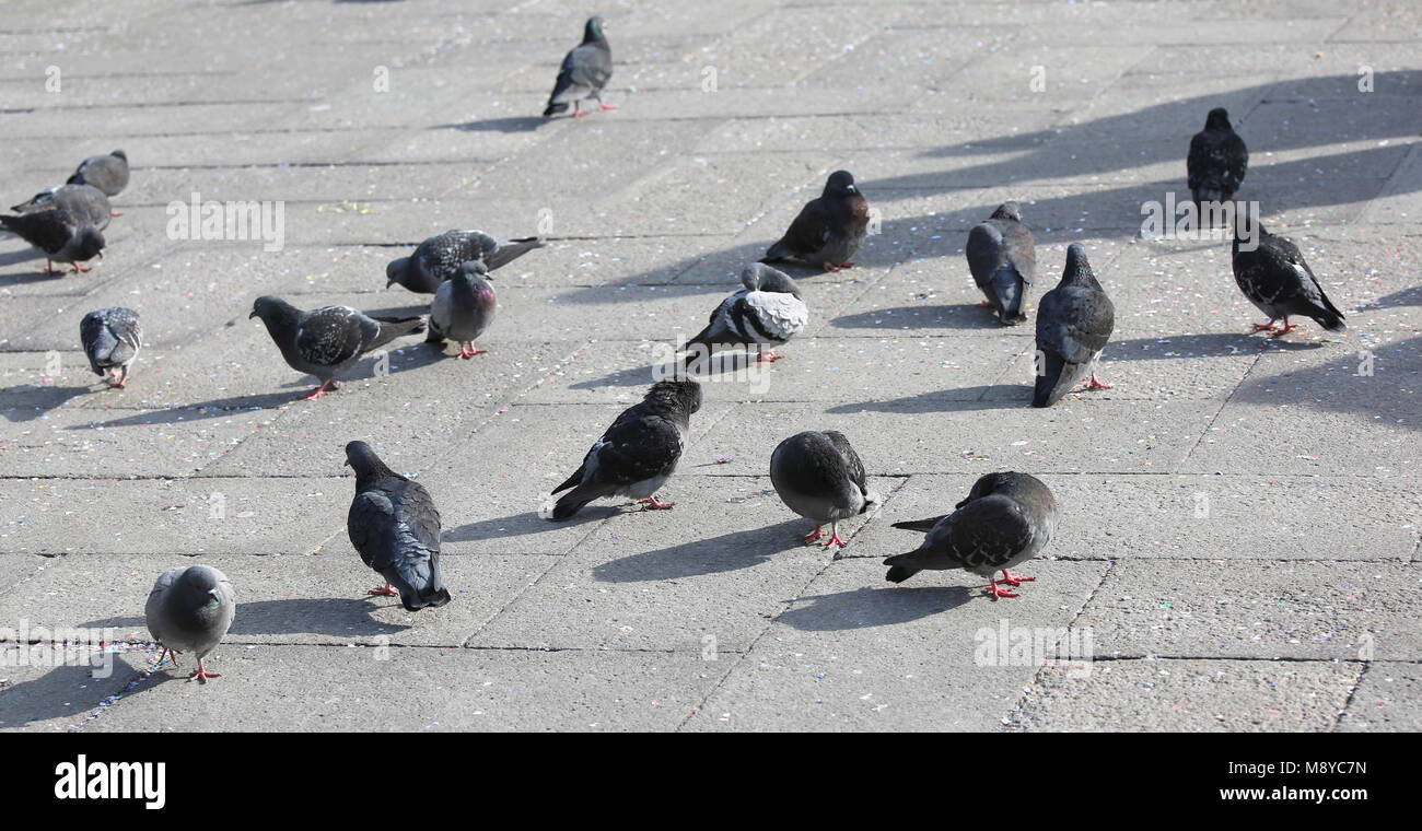 Many pigeons in main hi-res stock photography and images - Alamy