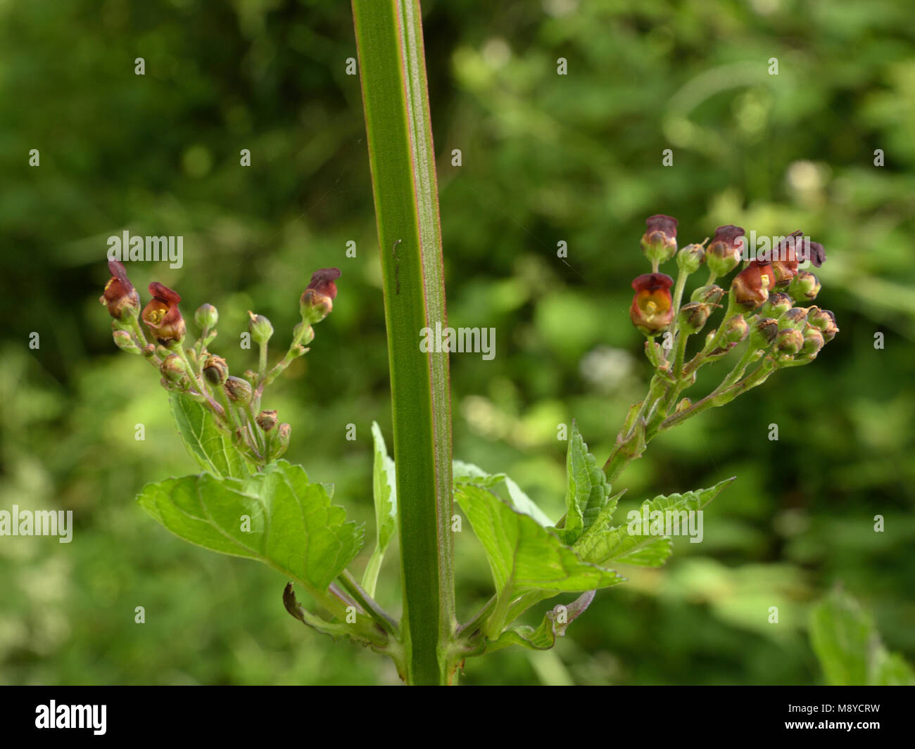 Shoreline figwort hi-res stock photography and images - Alamy