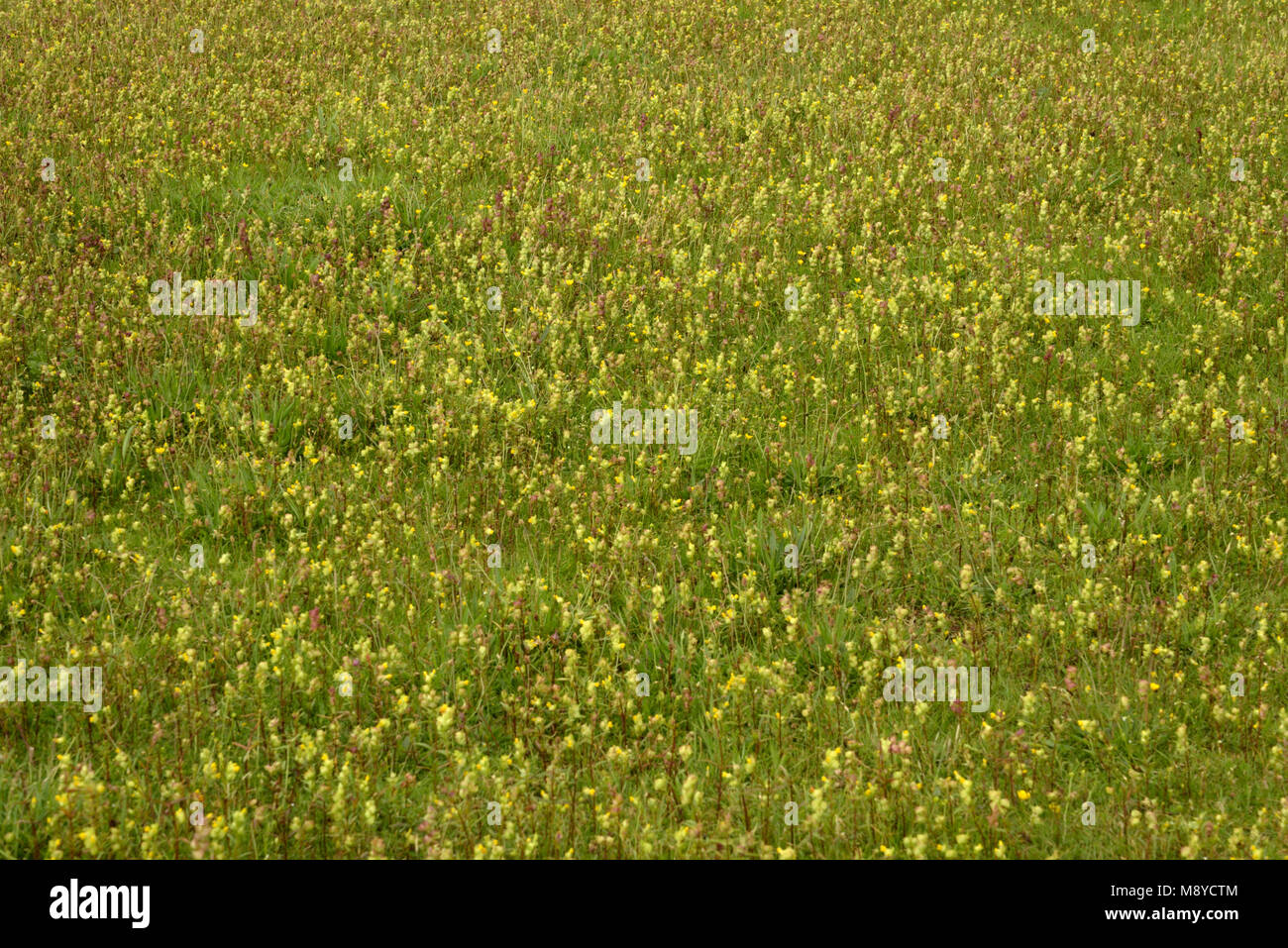 Yellow-rattle, Rhinanthus minor Sward in a Meadow Stock Photo - Alamy