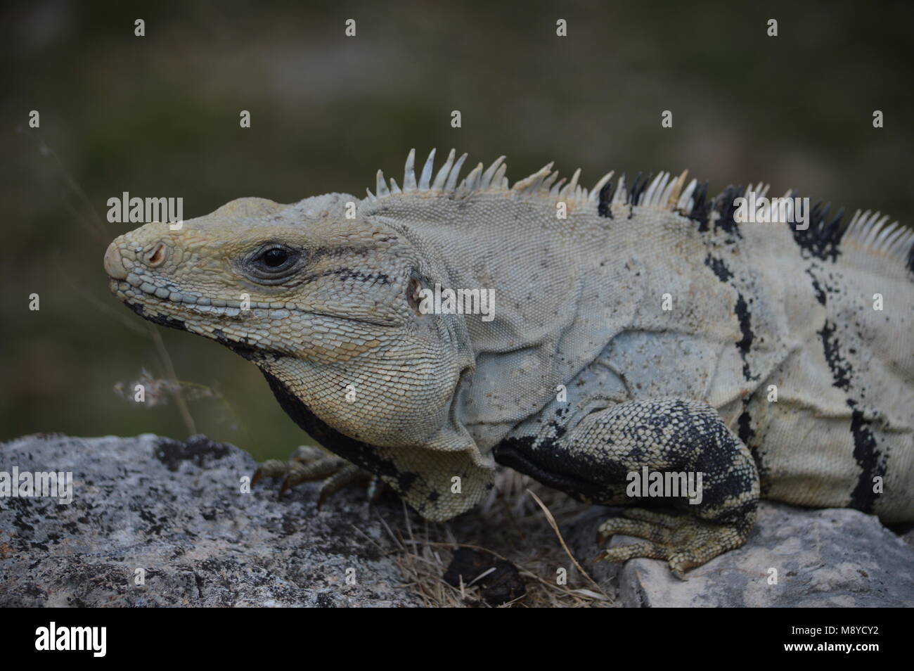 An iguana in the ruins of Uxmal, Mexico Stock Photo - Alamy