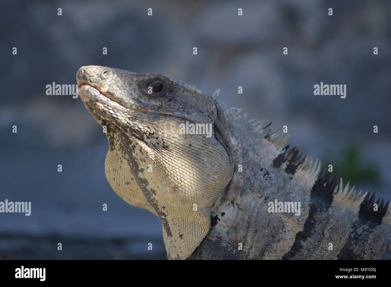 An iguana at the ruins of Tulum, Mexico Stock Photo - Alamy
