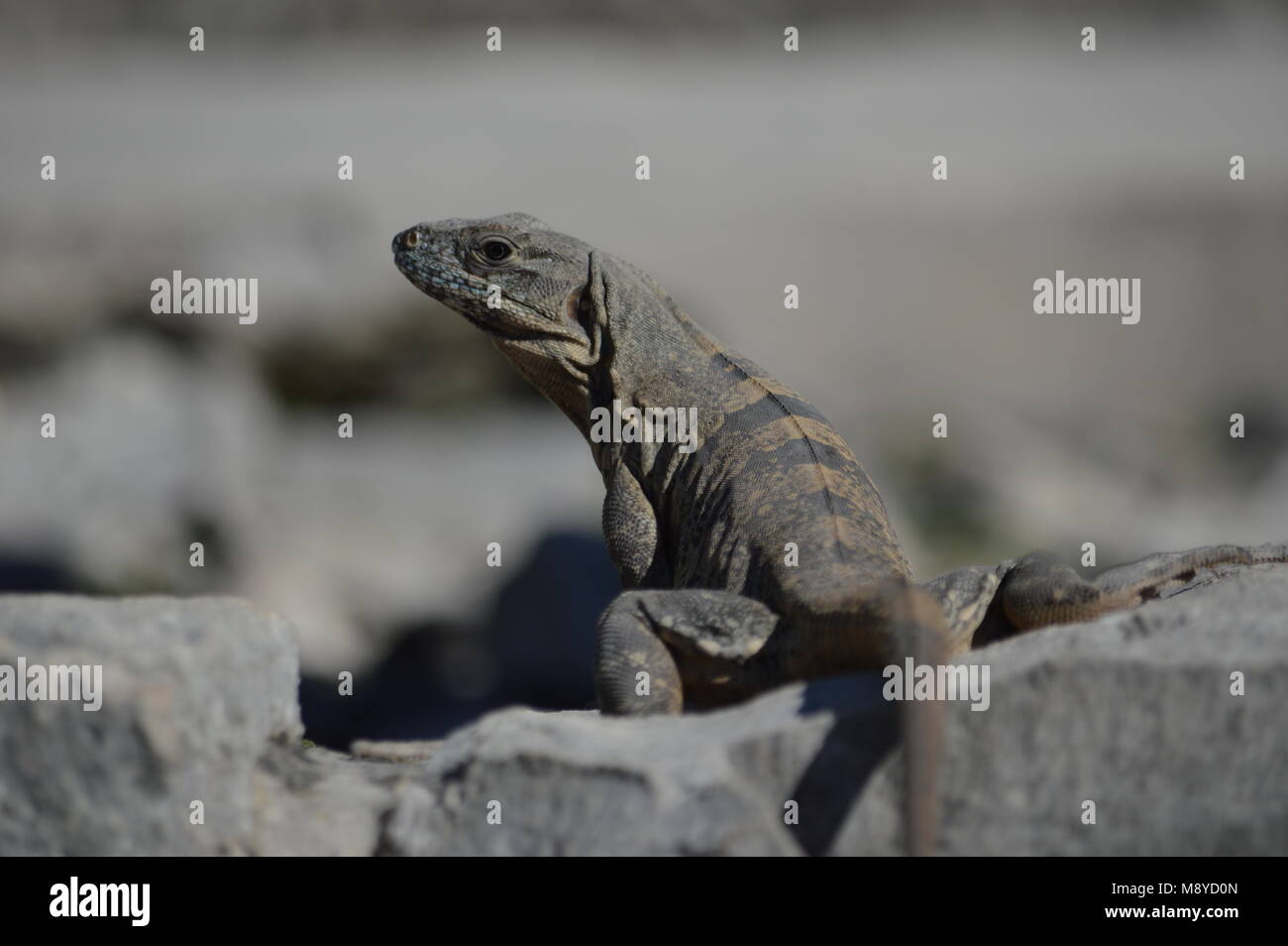 An iguana at the ruins of Tulum, Mexico Stock Photo - Alamy