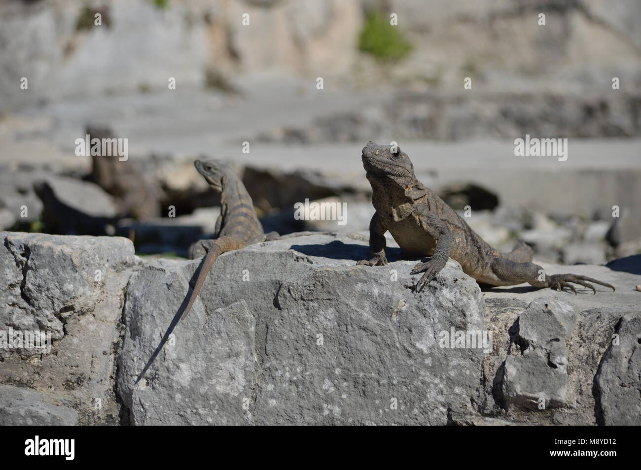 Three iguanas at the ruins of Tulum, Mexico Stock Photo - Alamy