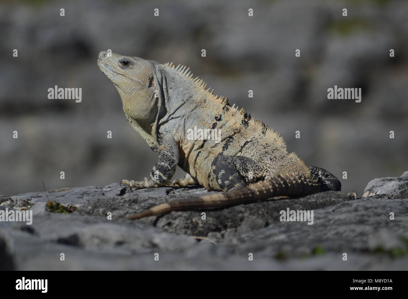 An iguana at the ruins of Tulum, Mexico Stock Photo - Alamy
