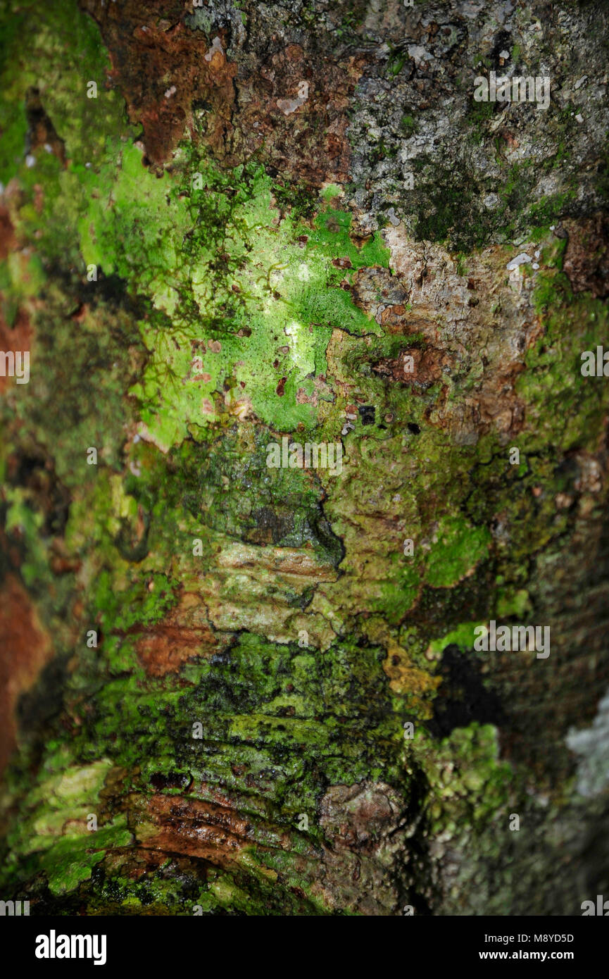 Rainforest tree bark hi-res stock photography and images - Alamy