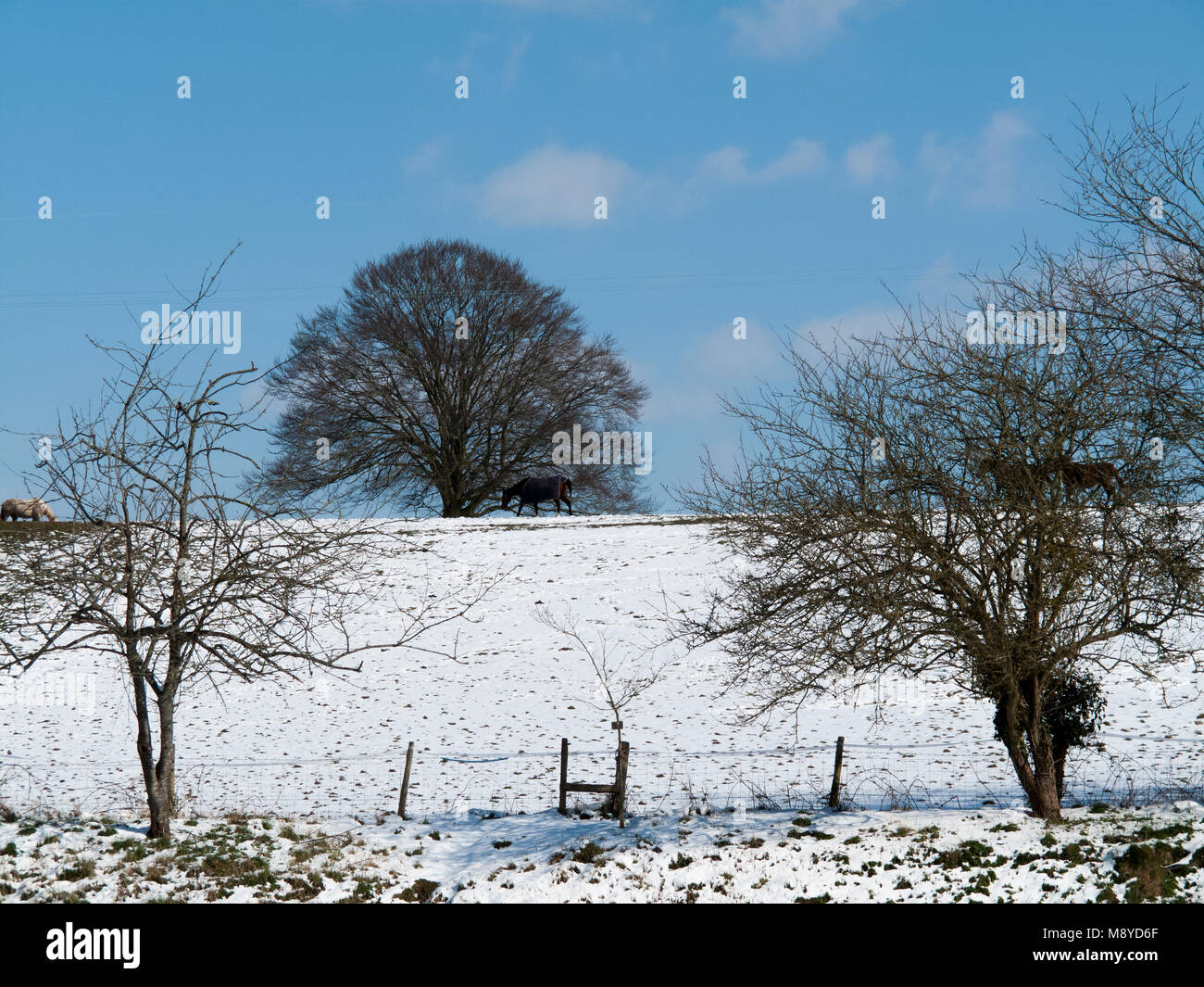 Wintry rural snow scene in mid march on farmland set against a blue sky ...