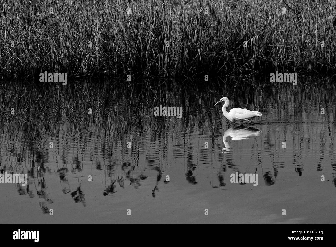 Black and white photograph of a graceful white bird on a lake Stock ...