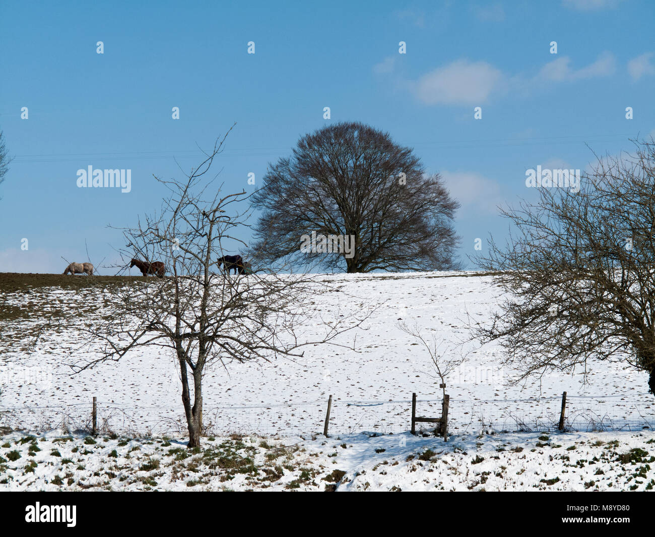 Wintry rural snow scene in mid march on farmland set against a blue sky ...