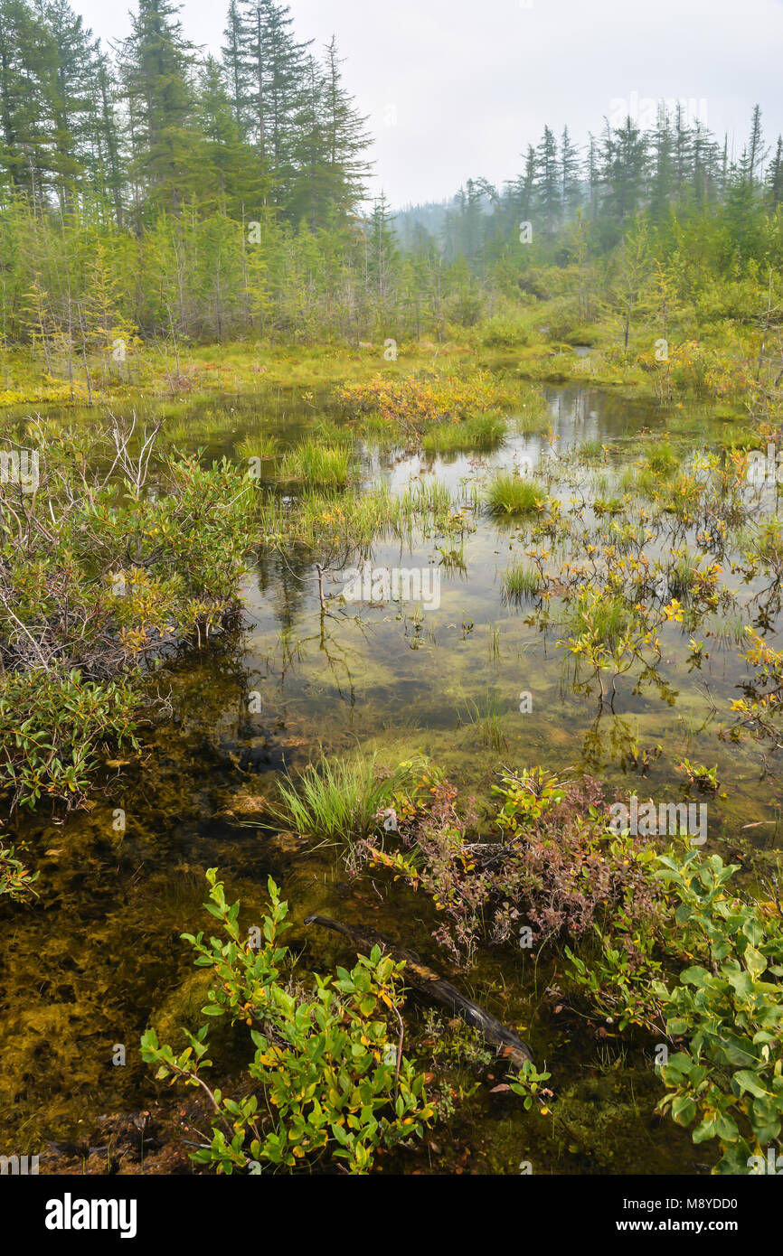 A small pond in the taiga. Summer water landscape in Eastern Siberia ...