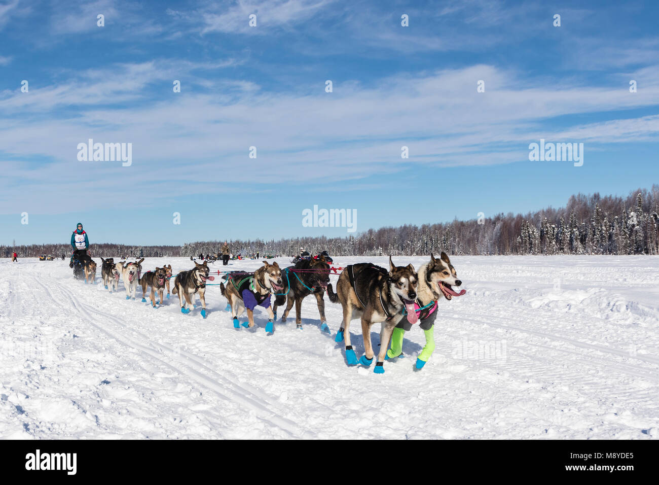 Musher Shaynee Traska after the restart in Willow of the 46th Iditarod ...