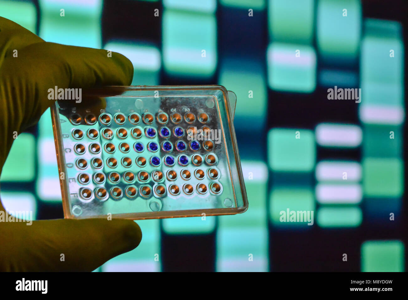 Laboratory DNA testing. Wells with biological samples on the background ...