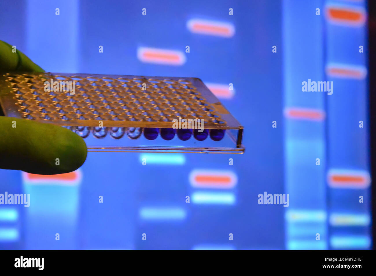 Laboratory DNA testing. Wells with biological samples on the background ...