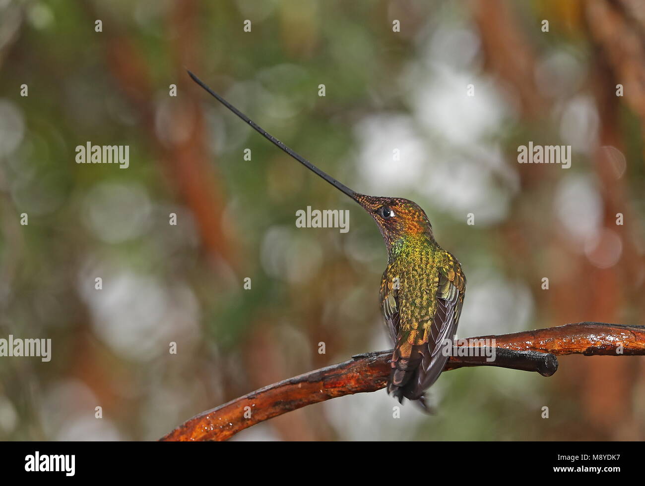 Sword-billed Hummingbird (Ensifera ensifera) adult male perched on ...