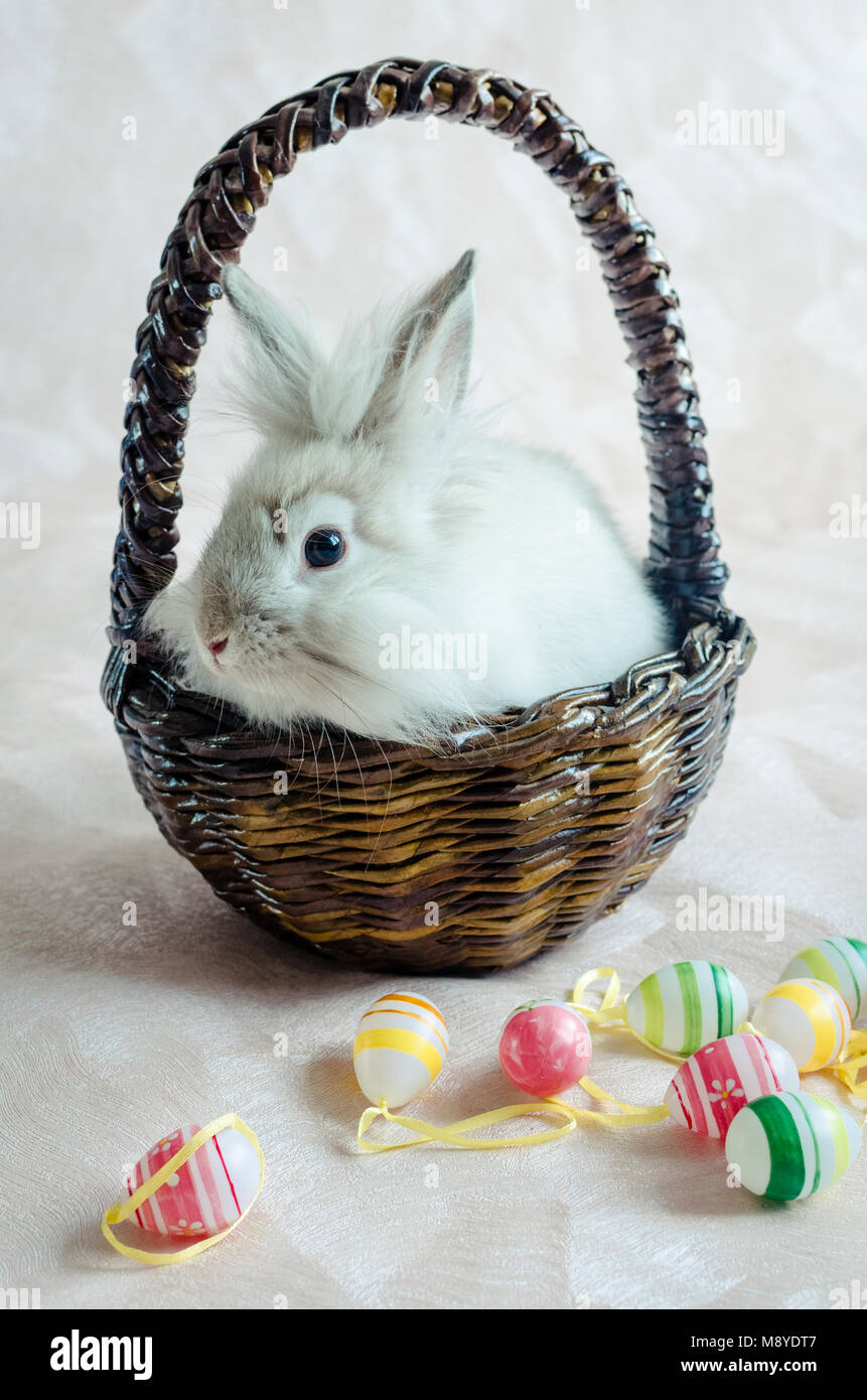 Fluffy foxy rabbit in basket with Easter eggs Stock Photo - Alamy