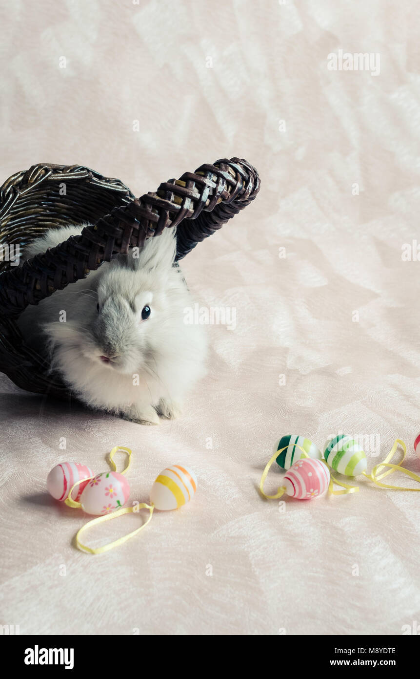 Fluffy foxy rabbit in basket with Easter eggs Stock Photo - Alamy