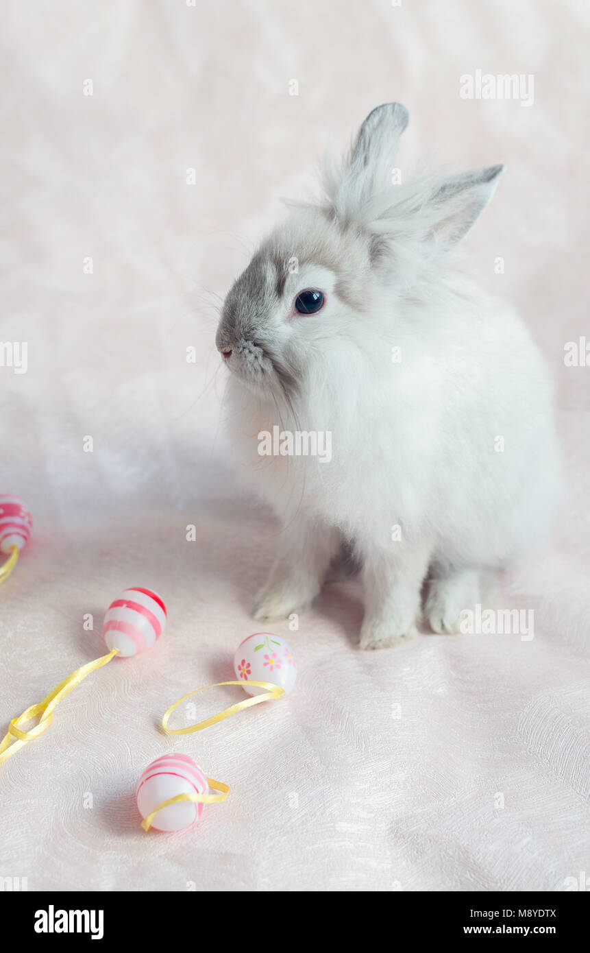 Fluffy foxy rabbit with Easter eggs on light pink background Stock ...