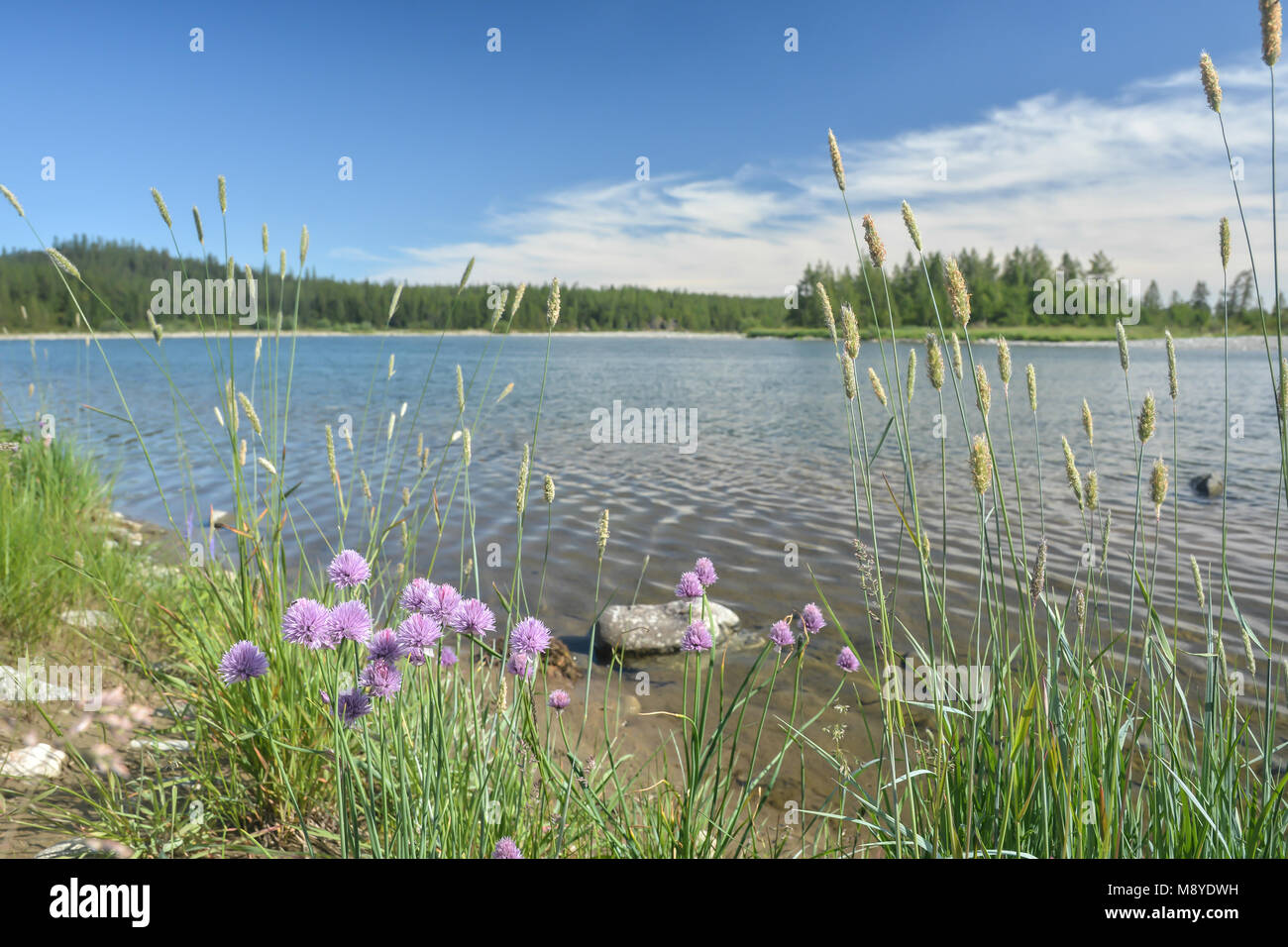 Northern taiga river in the summer. Water landscape of the eastern ...