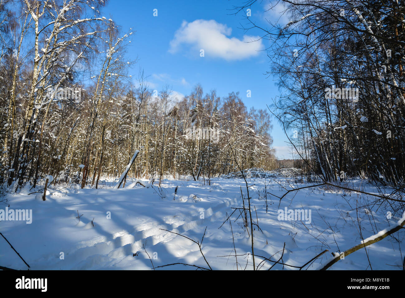 Winter forest. Sunny February landscape, wood in the middle of Russia ...