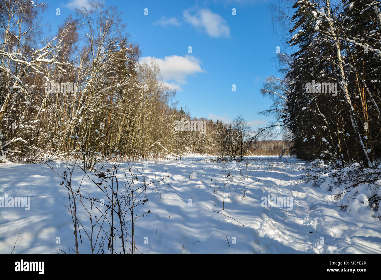 Winter forest. Sunny February landscape, wood in the middle of Russia ...