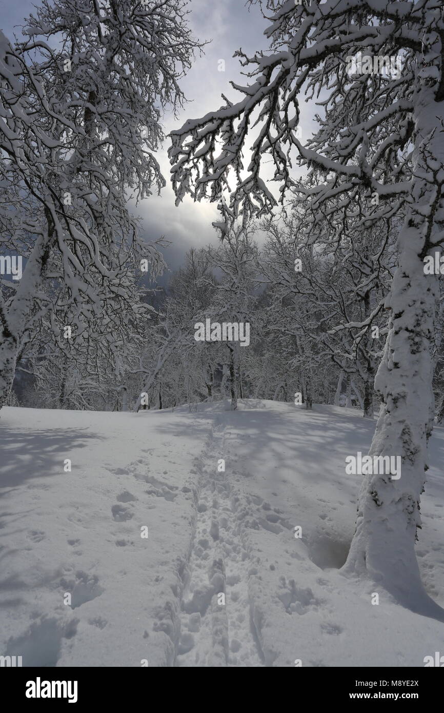 Powder forest hi-res stock photography and images - Alamy