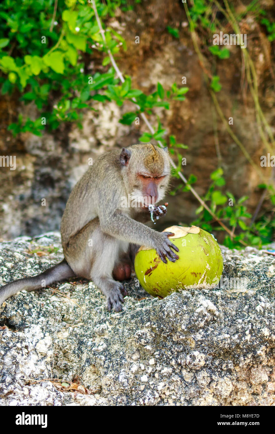 A monkey with a coconut in the wild , Indonesia the island of Bali ...