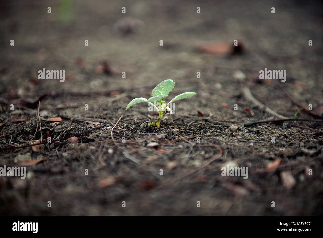 Growing seed with small leaf in forest(Young tree Stock Photo - Alamy
