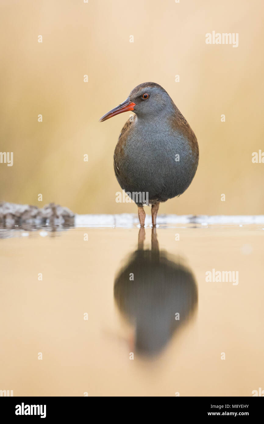 Water rail and its reflection in the water Stock Photo - Alamy