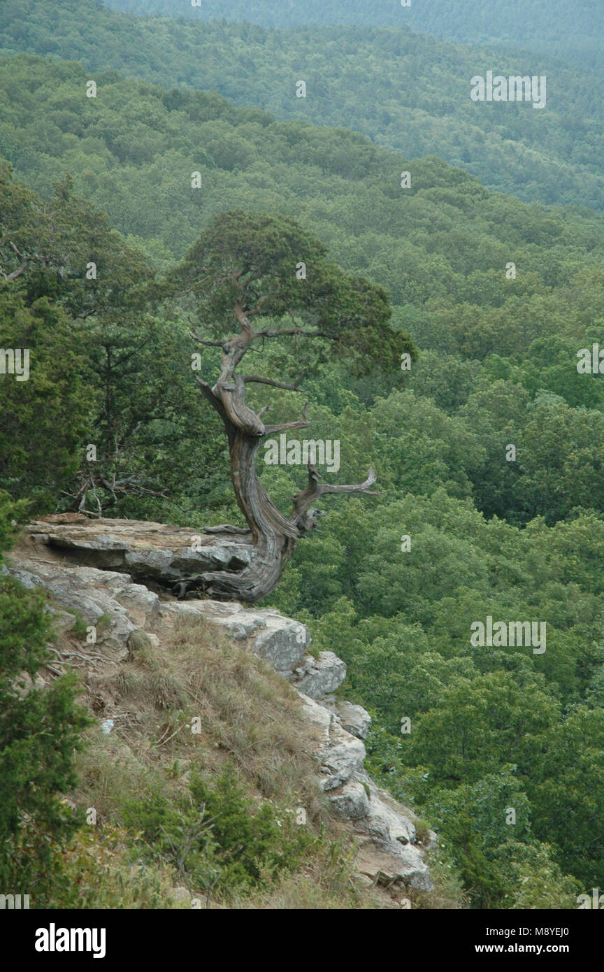 This juniper tree growing on a ledge has become e a symbol of Mount ...