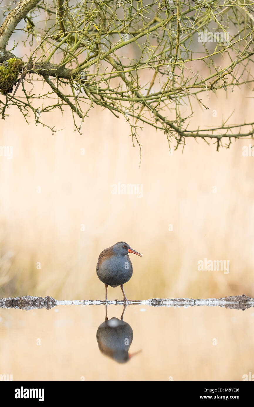 Water rail and its reflection in the water Stock Photo - Alamy