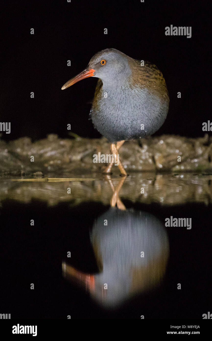 Night time reflection shot of a water rail Stock Photo - Alamy