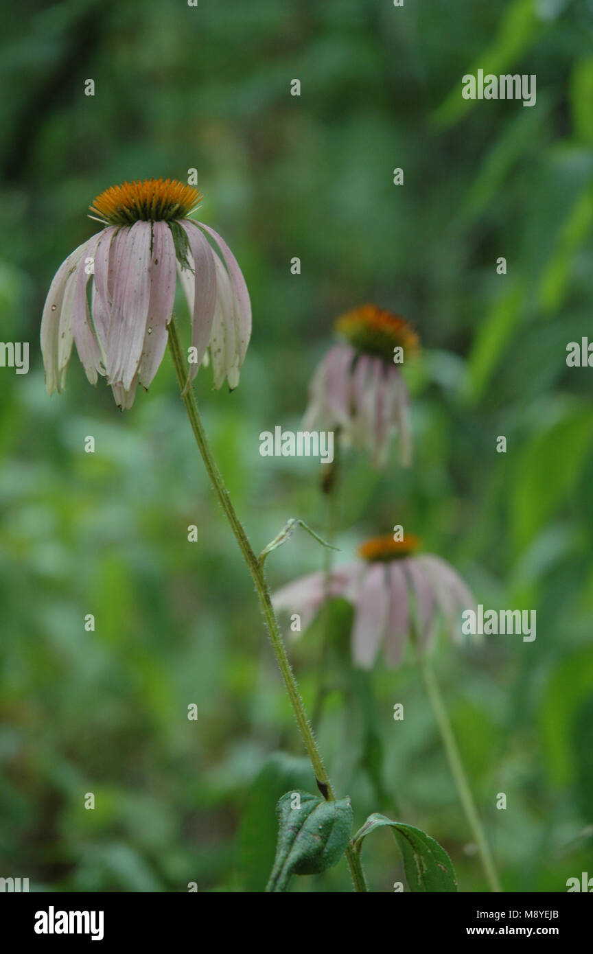 Purple coneflower grows wild on the forest floor in the Mount Magazine ...