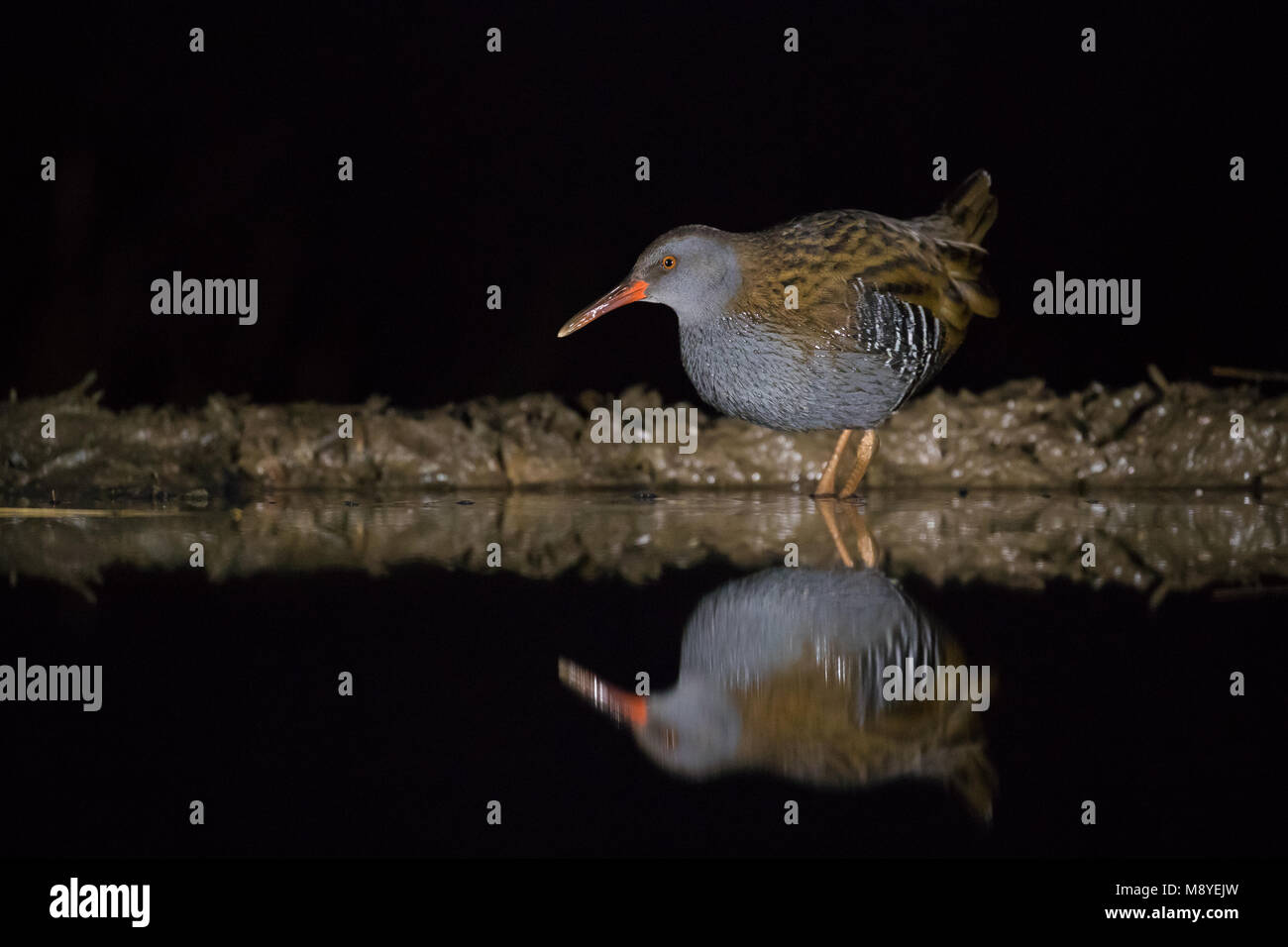Night time reflection shot of a water rail Stock Photo - Alamy