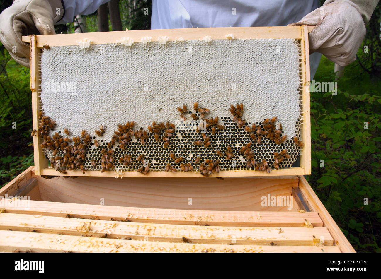 Honeycomb from wax hi-res stock photography and images - Alamy