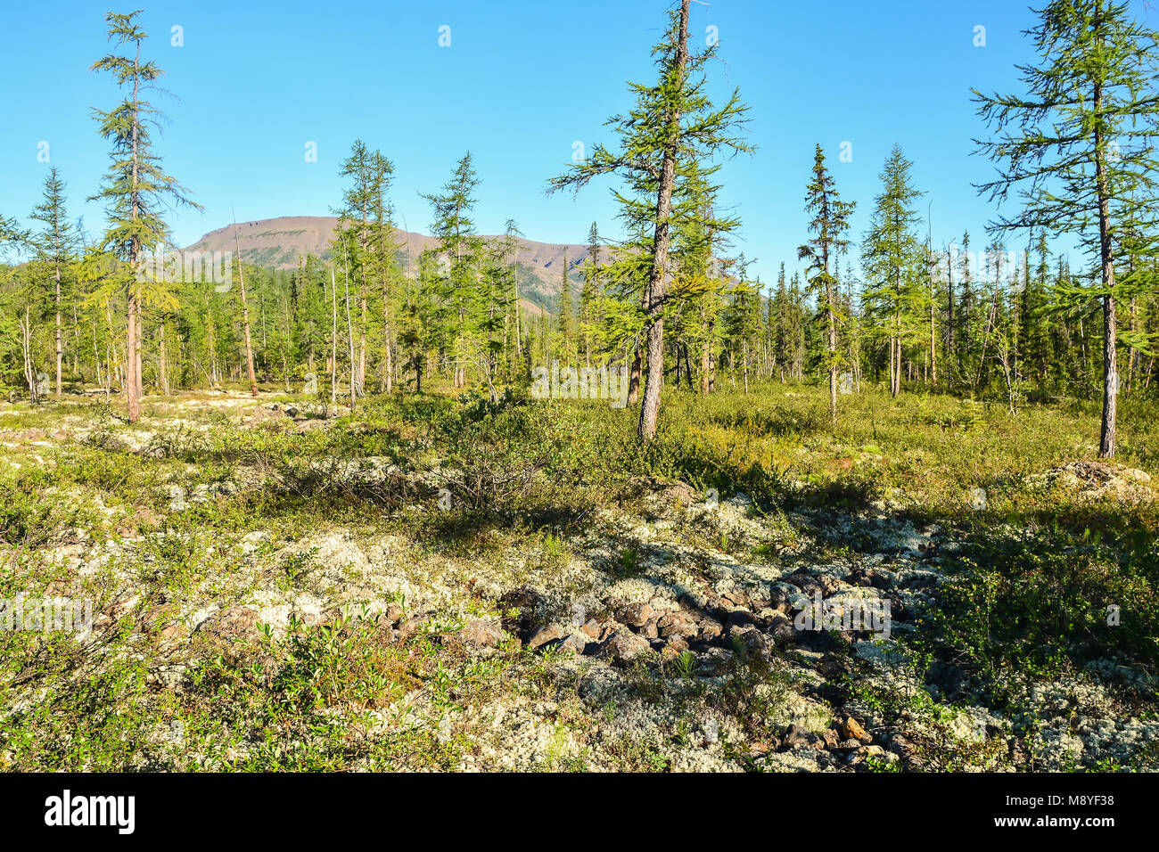 Mountain taiga on the Putorana plateau. Summer forest landscape in ...