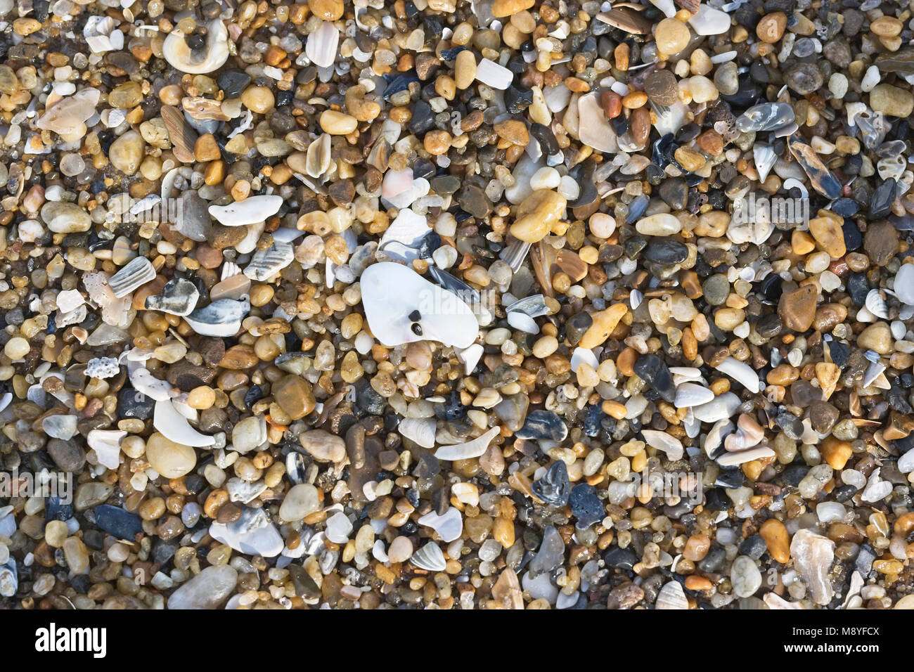 Rough shells hi-res stock photography and images - Alamy