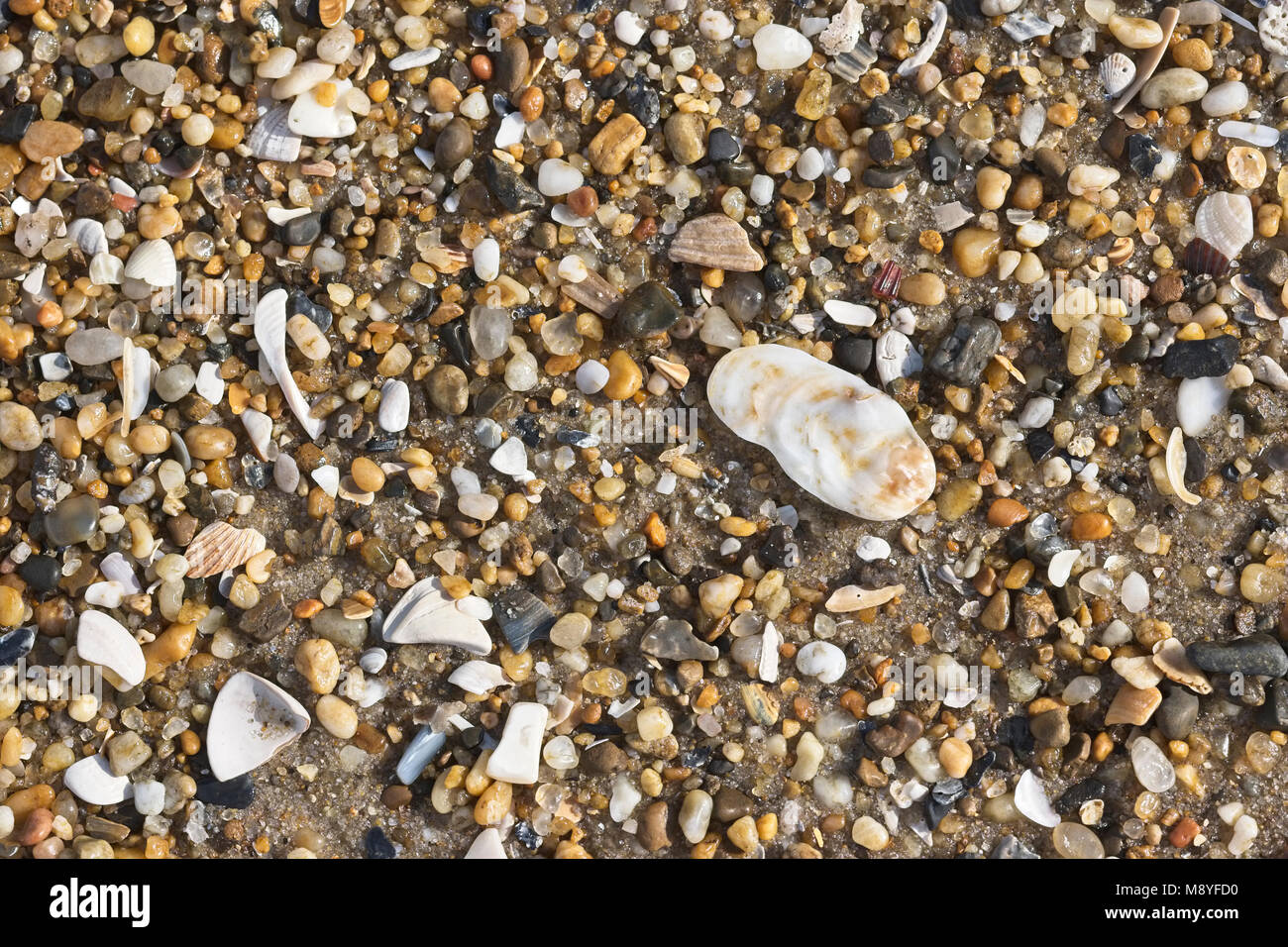 A multitude of broken shells on the beach. Cape Hatteras National ...