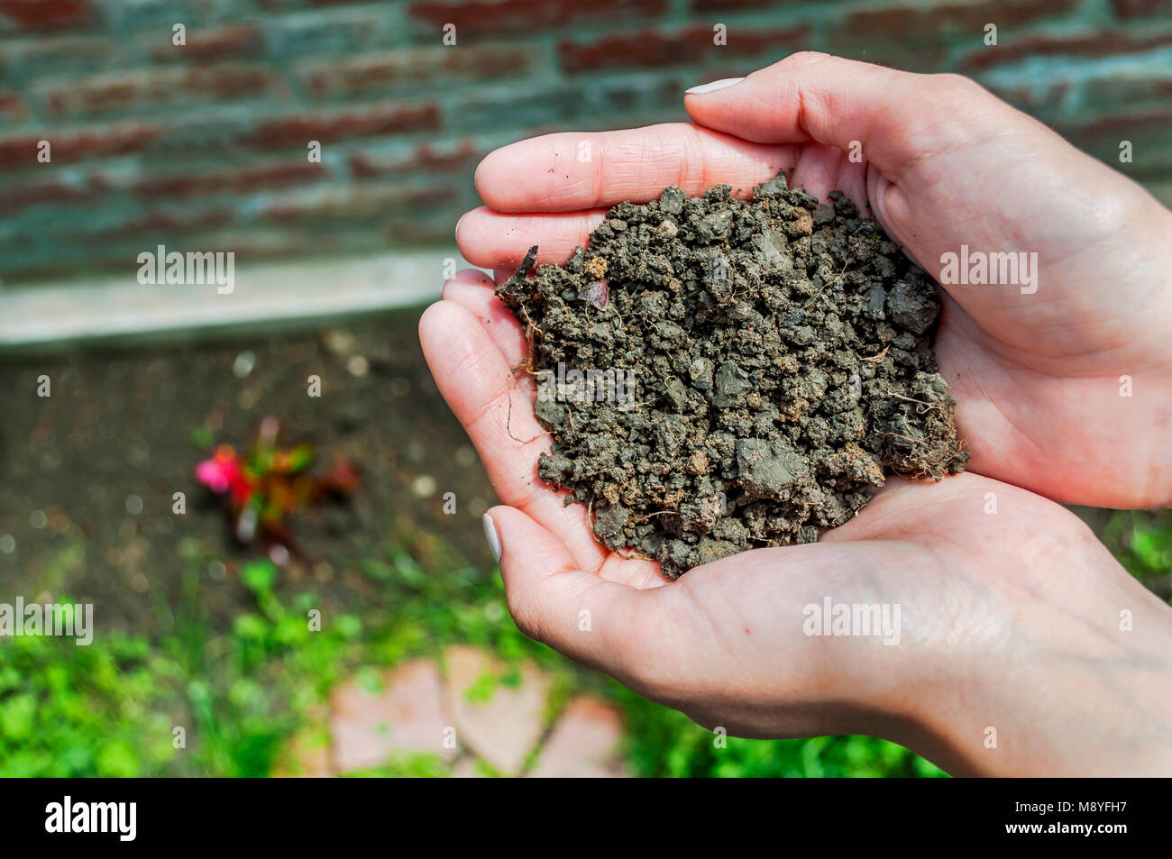 Female hands full of soil over soil background, Representing fertility ...