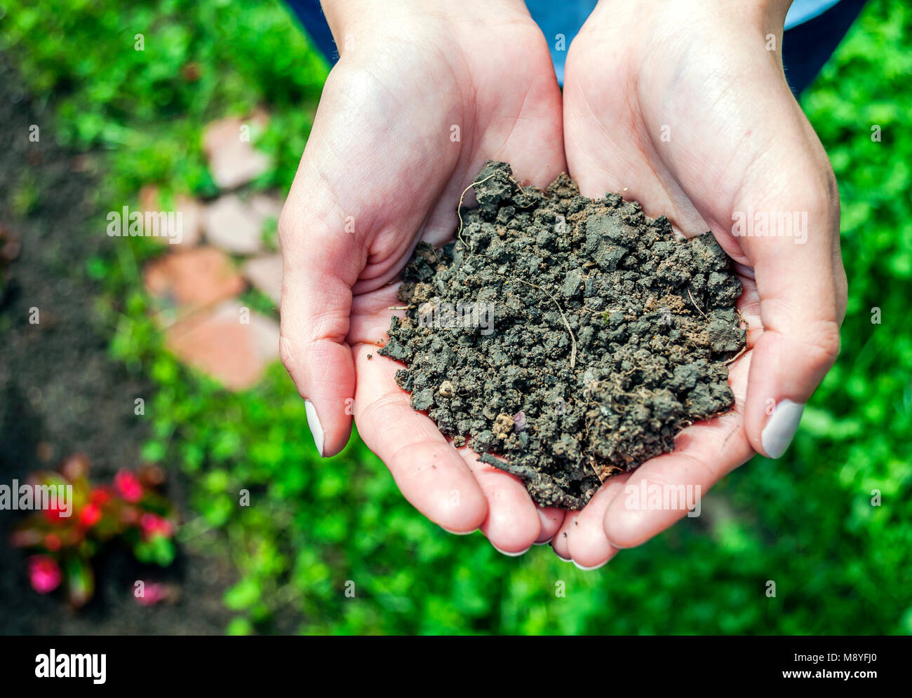 Female hands full of soil over soil background, Representing fertility ...