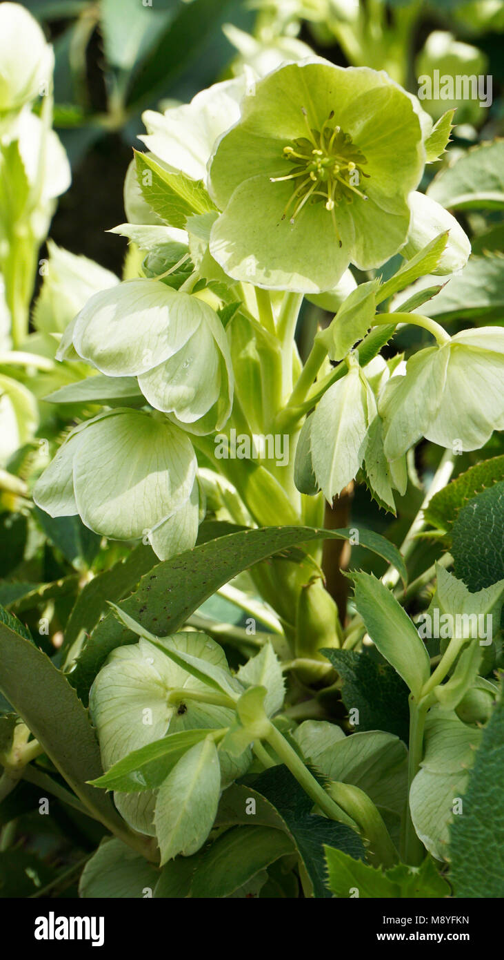 Helleborus Lividus closeup 9 Stock Photo - Alamy