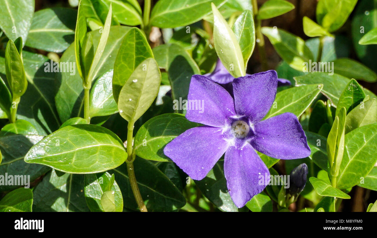 Vinca Minor plants closeup 2 Stock Photo - Alamy
