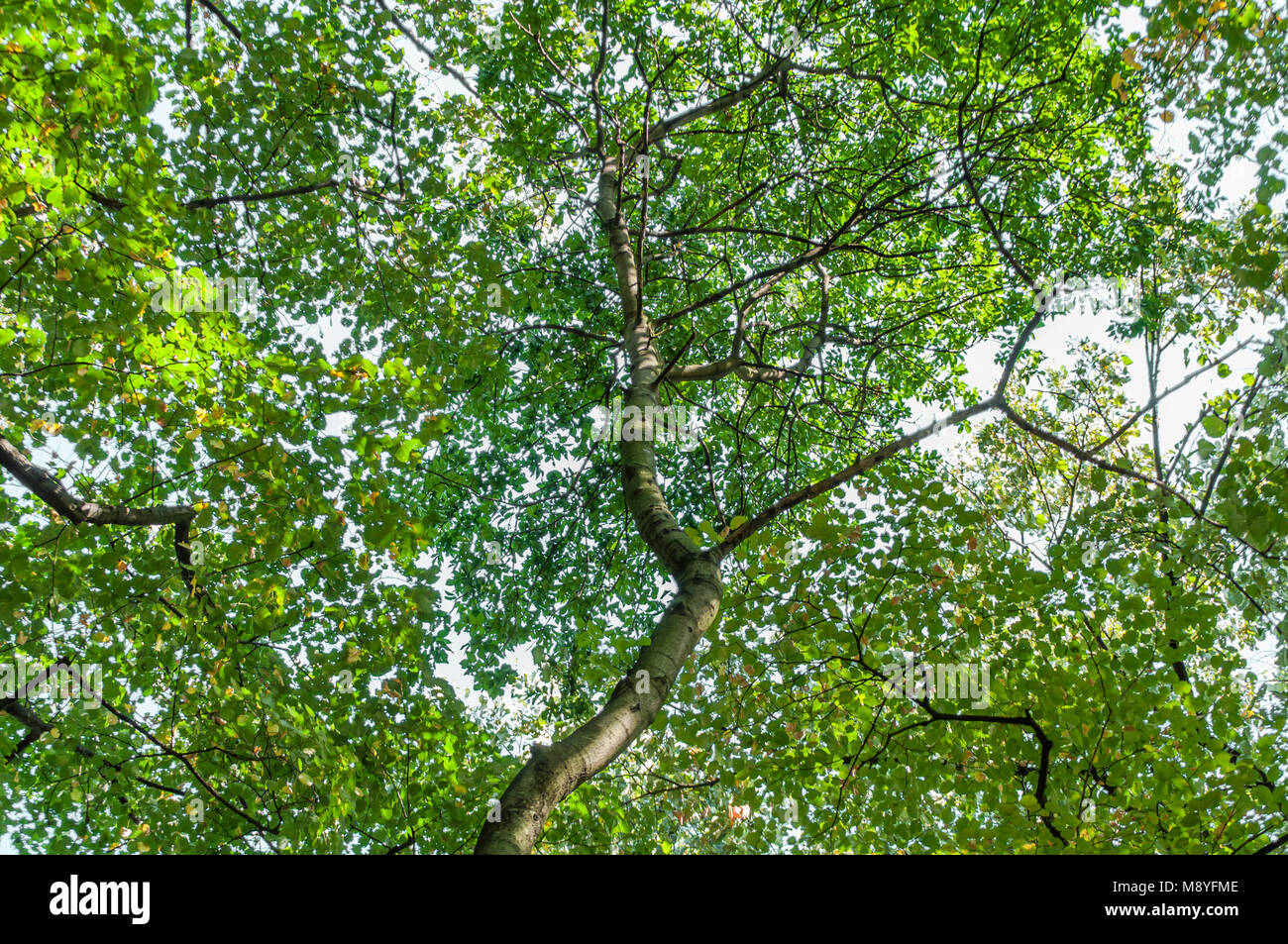 Forest big tree view bottom and sky background Stock Photo - Alamy