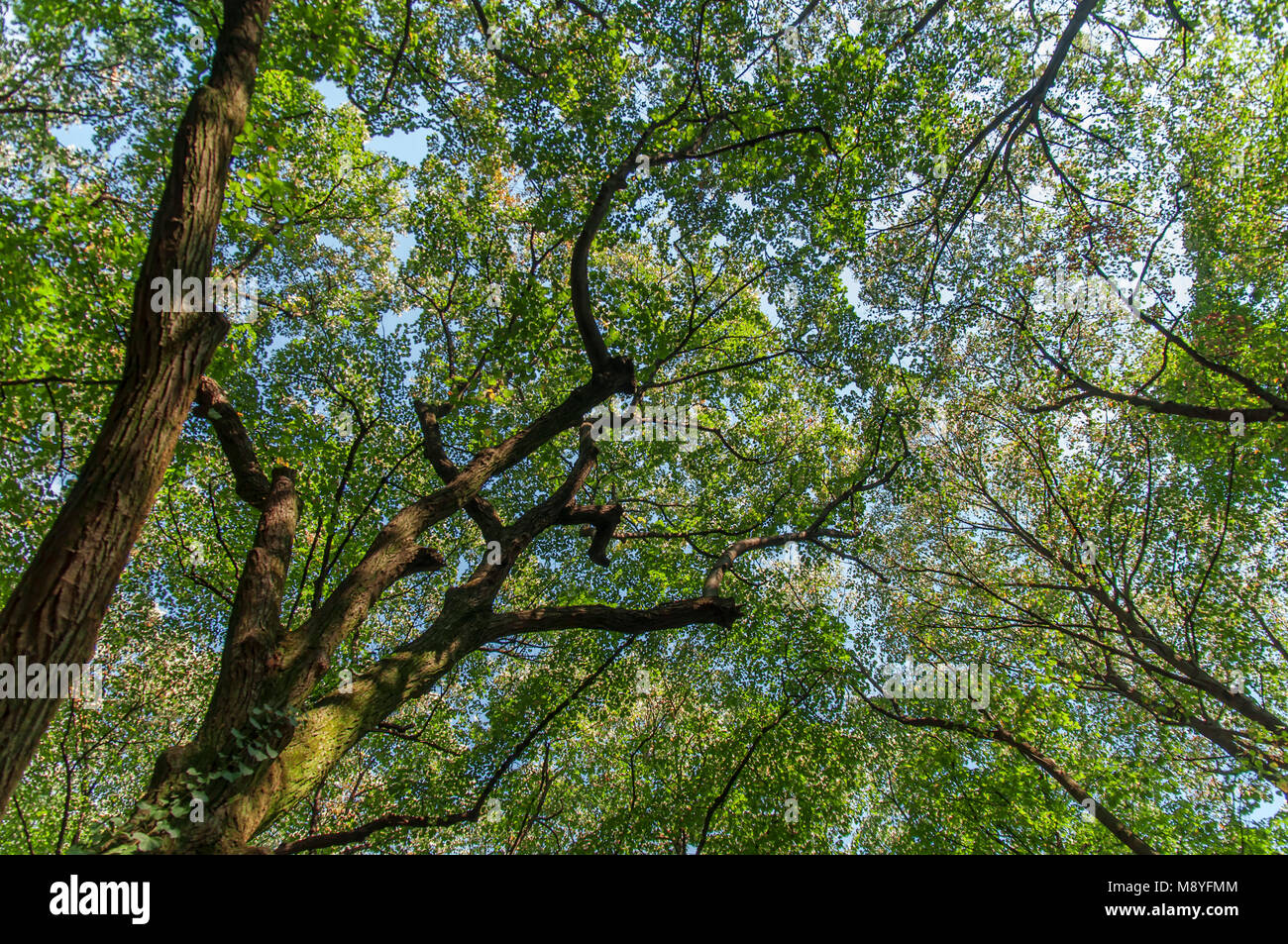 Forest big tree view bottom and sky background Stock Photo - Alamy