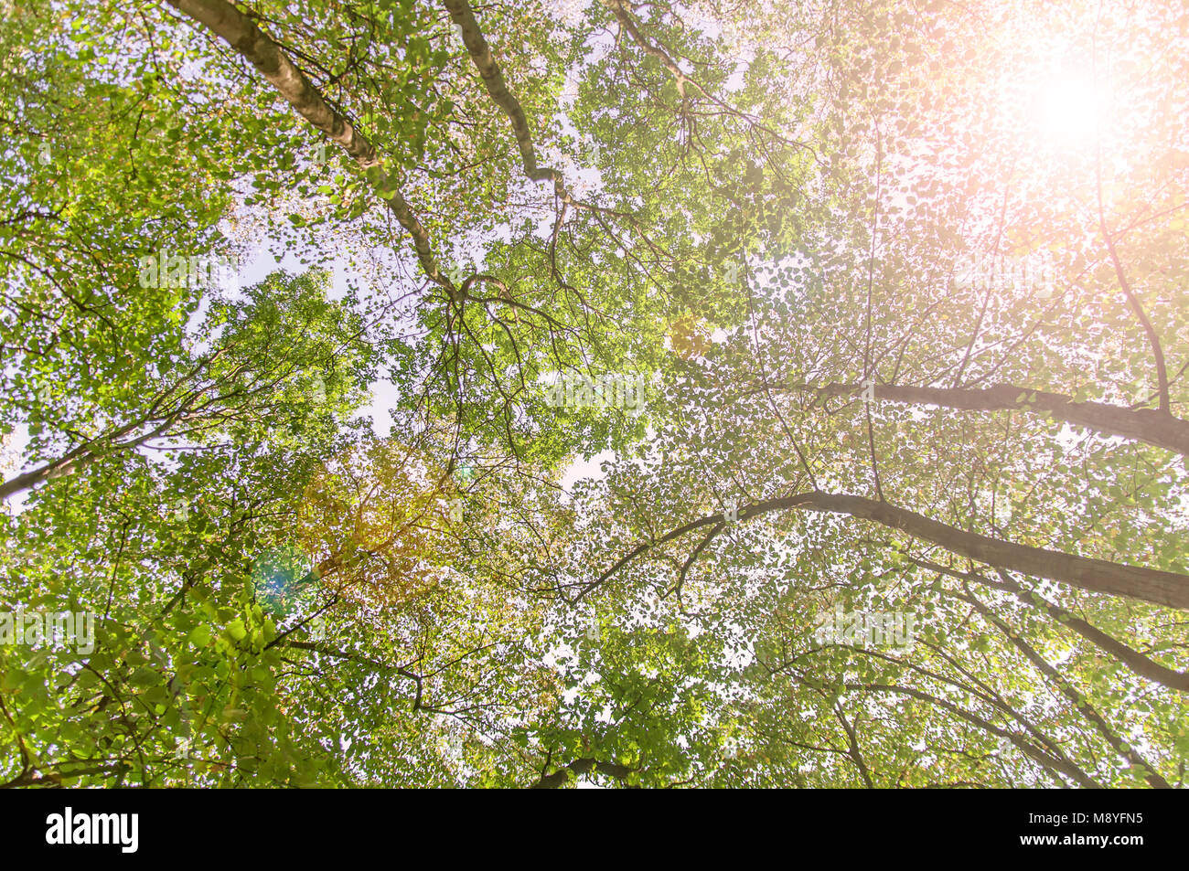 Forest big tree view bottom and sky background Stock Photo - Alamy