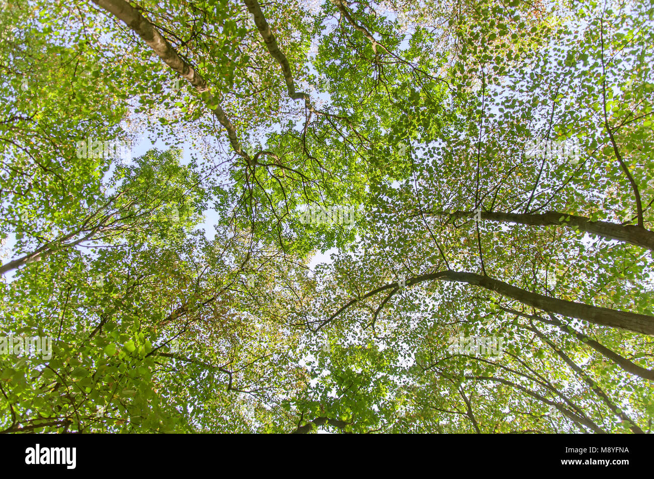 Forest big tree view bottom and sky background Stock Photo - Alamy