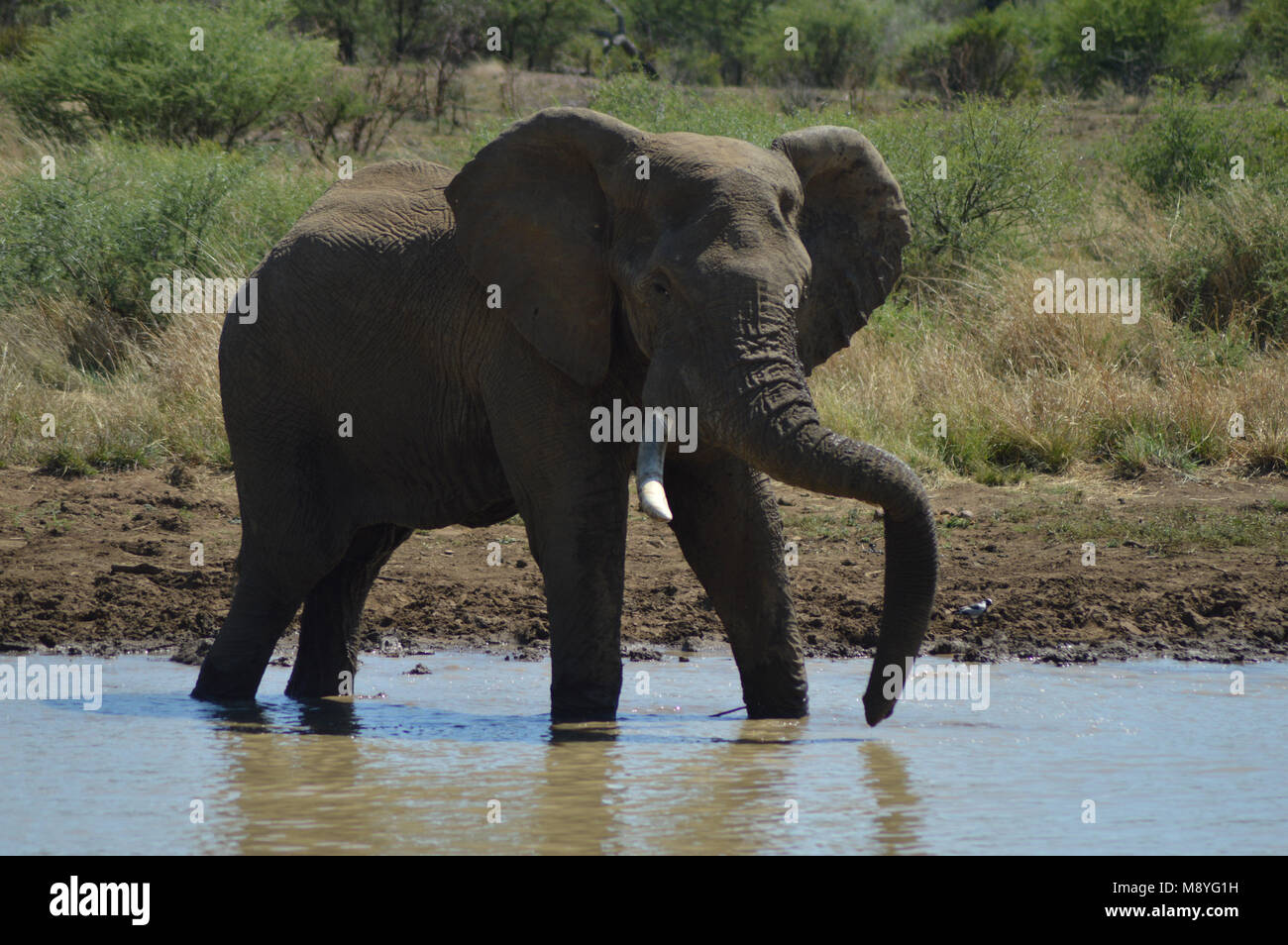 A Musth/Must elephant walking and drinking water from a dam in Kruger ...