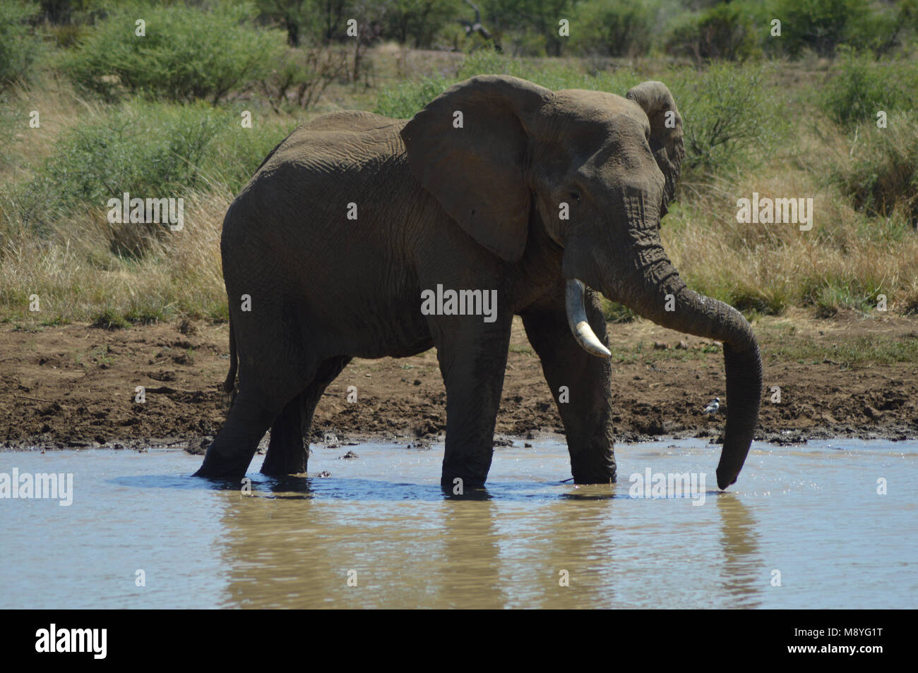 A Musth/Must elephant walking and drinking water from a dam in Kruger ...